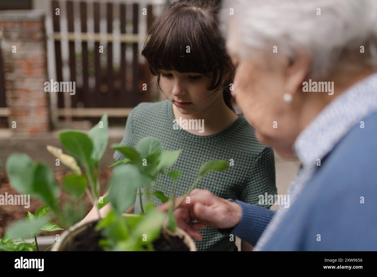 Grandmother teaching granddaughter to work in garden. Girl helping ...