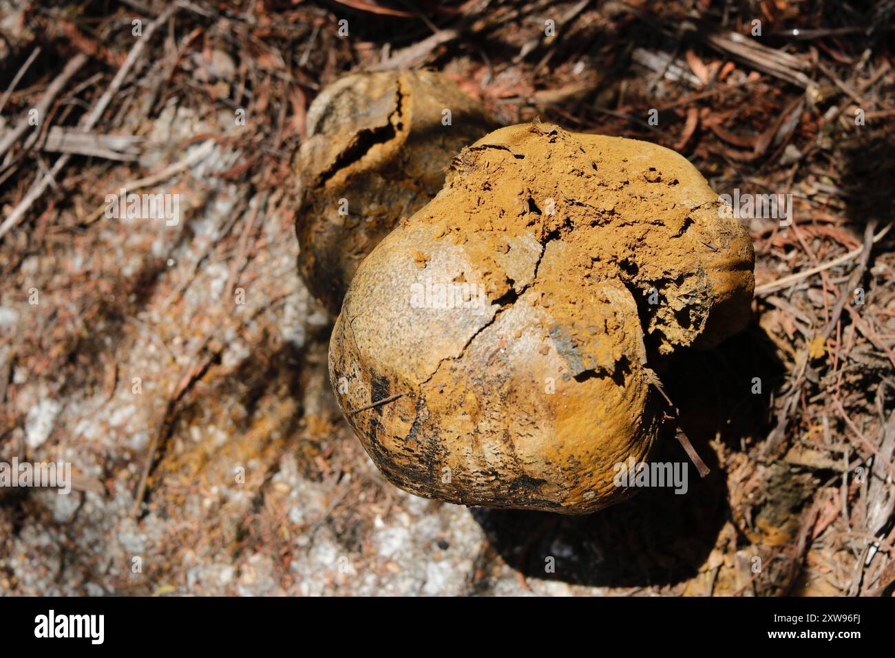 Pisolithus arrhizus hi-res stock photography and images - Alamy