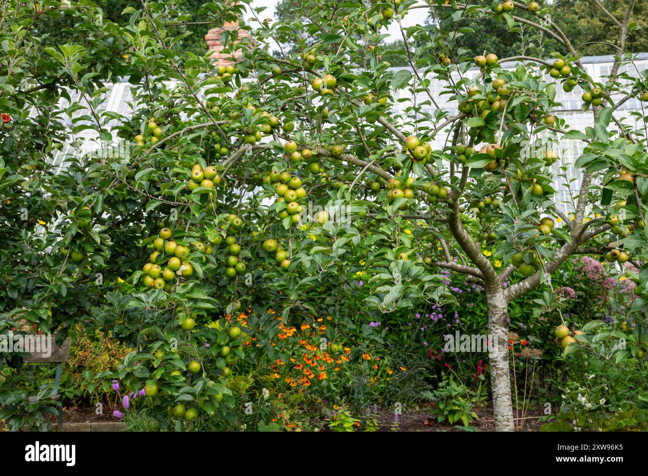 Apple trees heavy with late summer fruit at Quarry Bank gardens, Styal ...