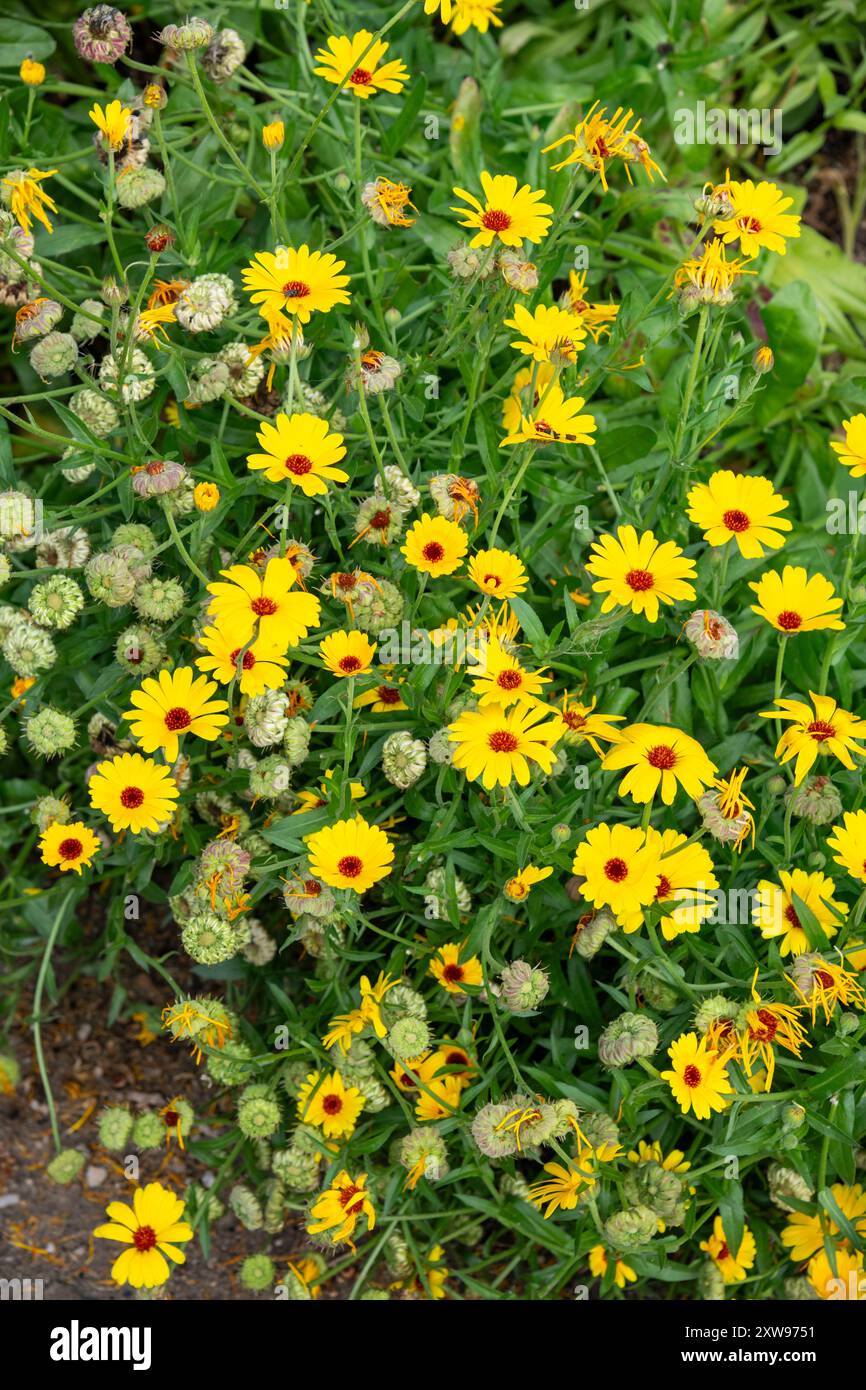 Pot marigold (Calendula Officinalis) with bright yellow flowers and ...