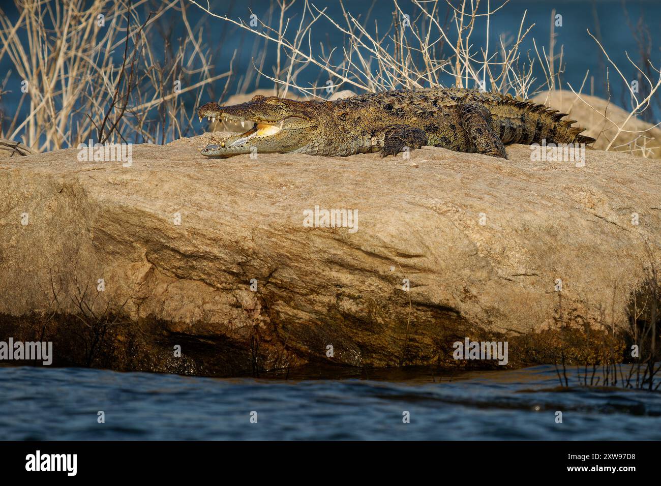 Mugger crocodile Crocodylus palustris medium-sized broad-snouted ...