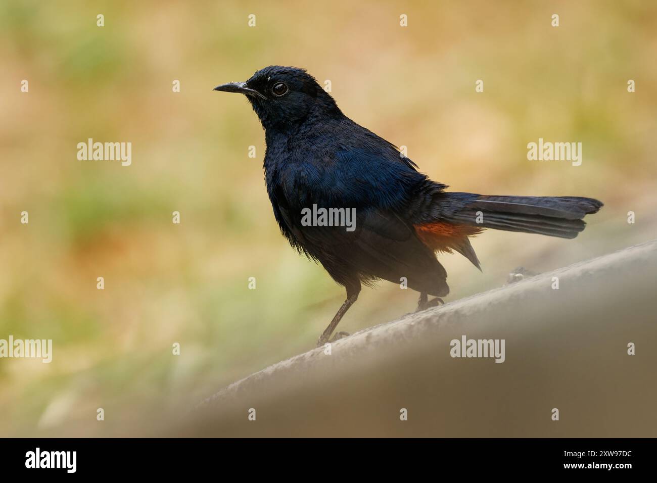 Indian robin Copsychus fulicatus passarine bird in Muscicapidae ...