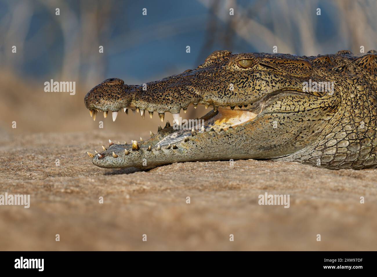Mugger crocodile Crocodylus palustris medium-sized broad-snouted ... Mugger crocodile Crocodylus palustris medium-sized broad-snouted ...