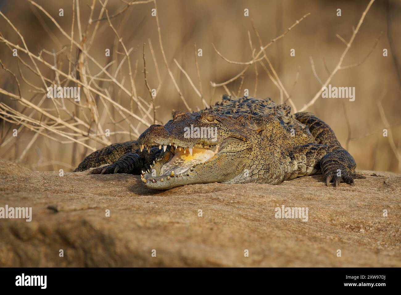 Mugger crocodile Crocodylus palustris medium-sized broad-snouted ... Mugger crocodile Crocodylus palustris medium-sized broad-snouted ...