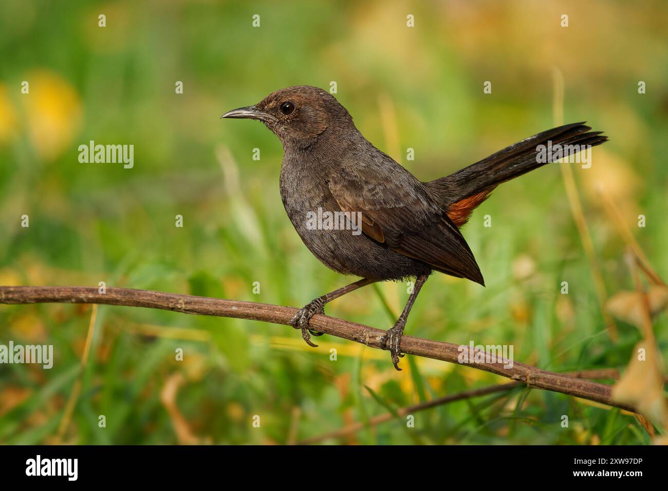 Indian robin Copsychus fulicatus passarine bird in Muscicapidae ...