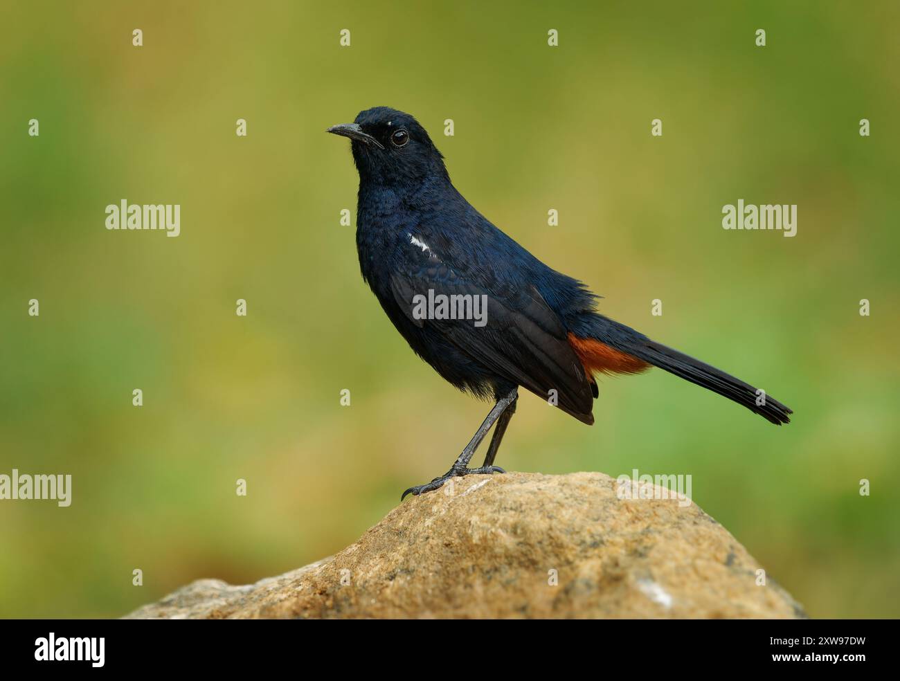 Indian robin Copsychus fulicatus passarine bird in Muscicapidae ...
