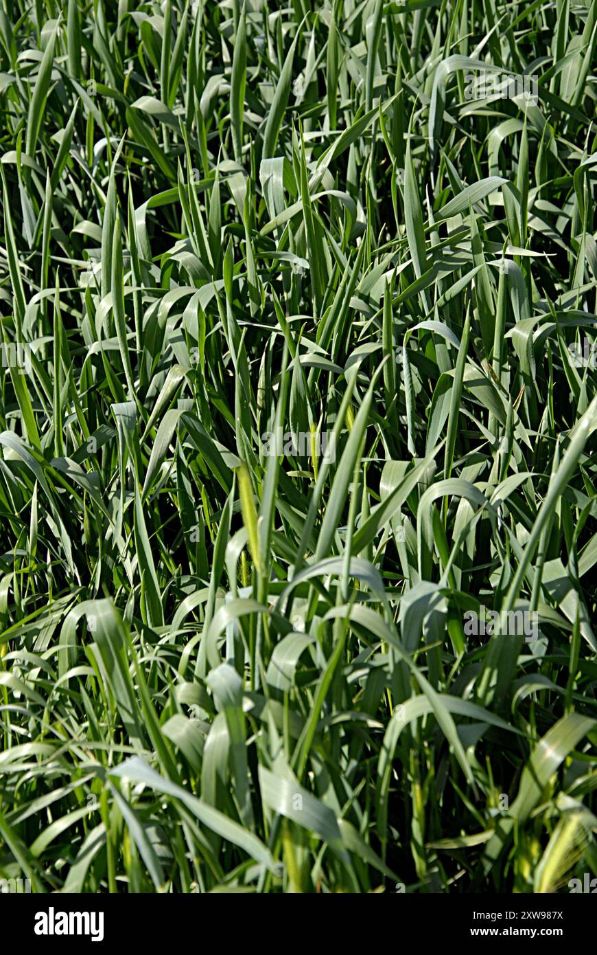 POTLATCH/IDAHO /USA- Corn farms on Potlatch hills in iDEAHO USA / 25 ...