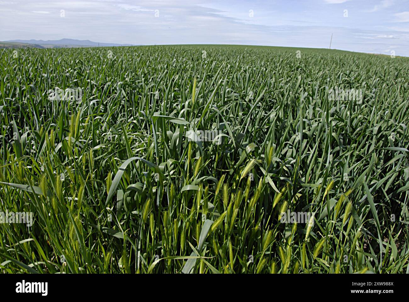 POTLATCH/IDAHO /USA- Corn farms on Potlatch hills in iDEAHO USA / 25 ...