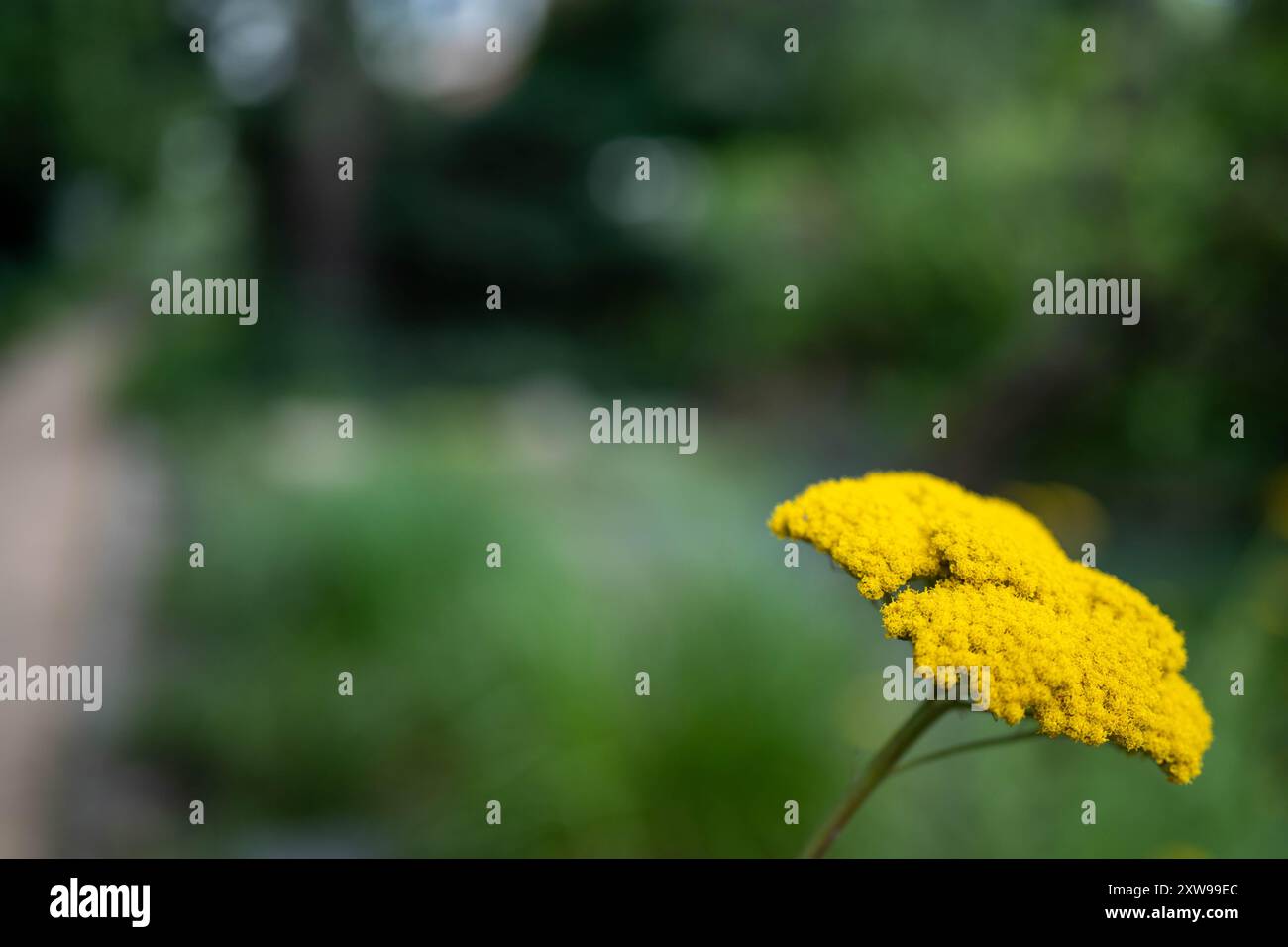 Yarrow plant image hi-res stock photography and images - Alamy