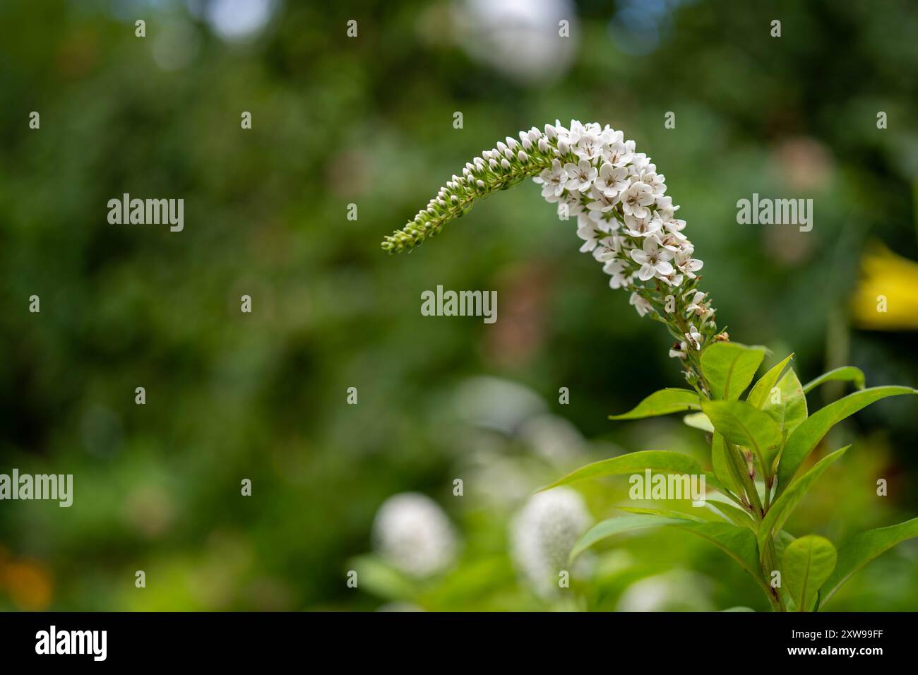 closeup photography of white Candelabra honorary award plant Stock ...