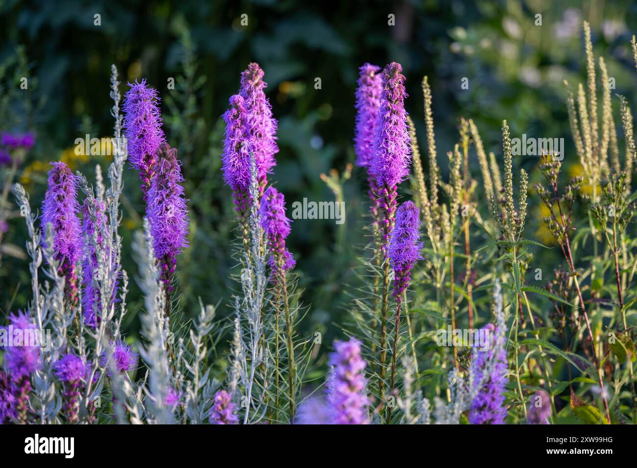 imageg of a group of veronica flowers (Veronica longifolia Stock Photo ...