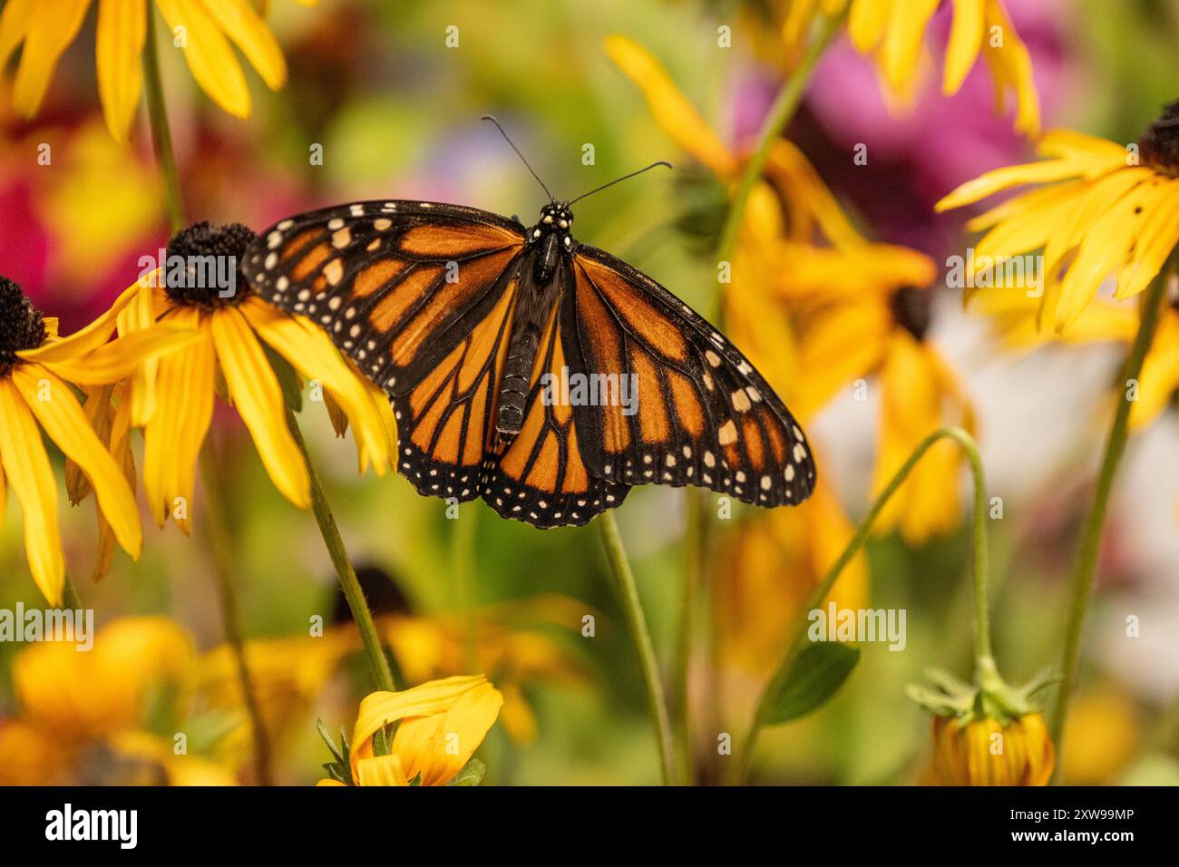 Monarch Butterfly (Danaus Plexippus) on yellow cone flower in garden ...