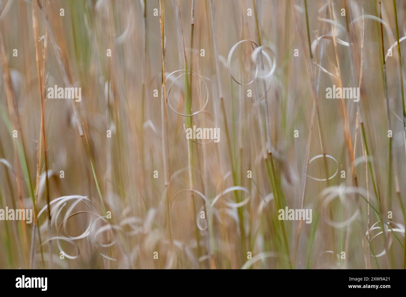 Grass texture abstract patterns, Exploring the Essence of Abstracted ...