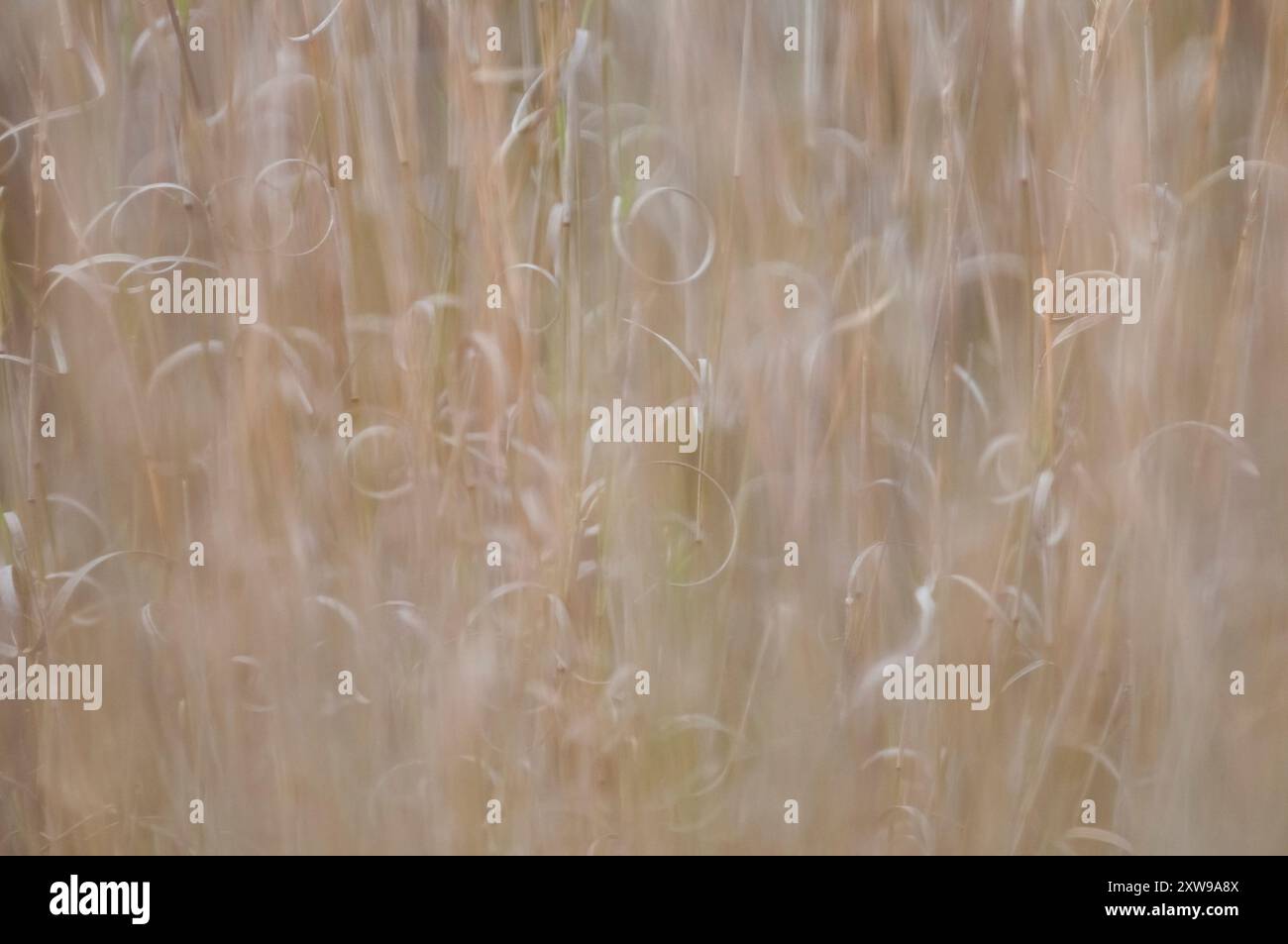 Grass texture abstract patterns, Exploring the Essence of Abstracted ...