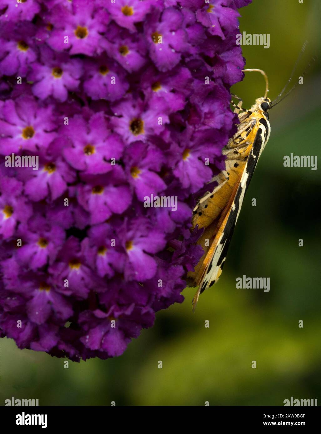 Jersey Tiger Moth Euplagia quadripunctaria Feeding on Purple Buddleia ...