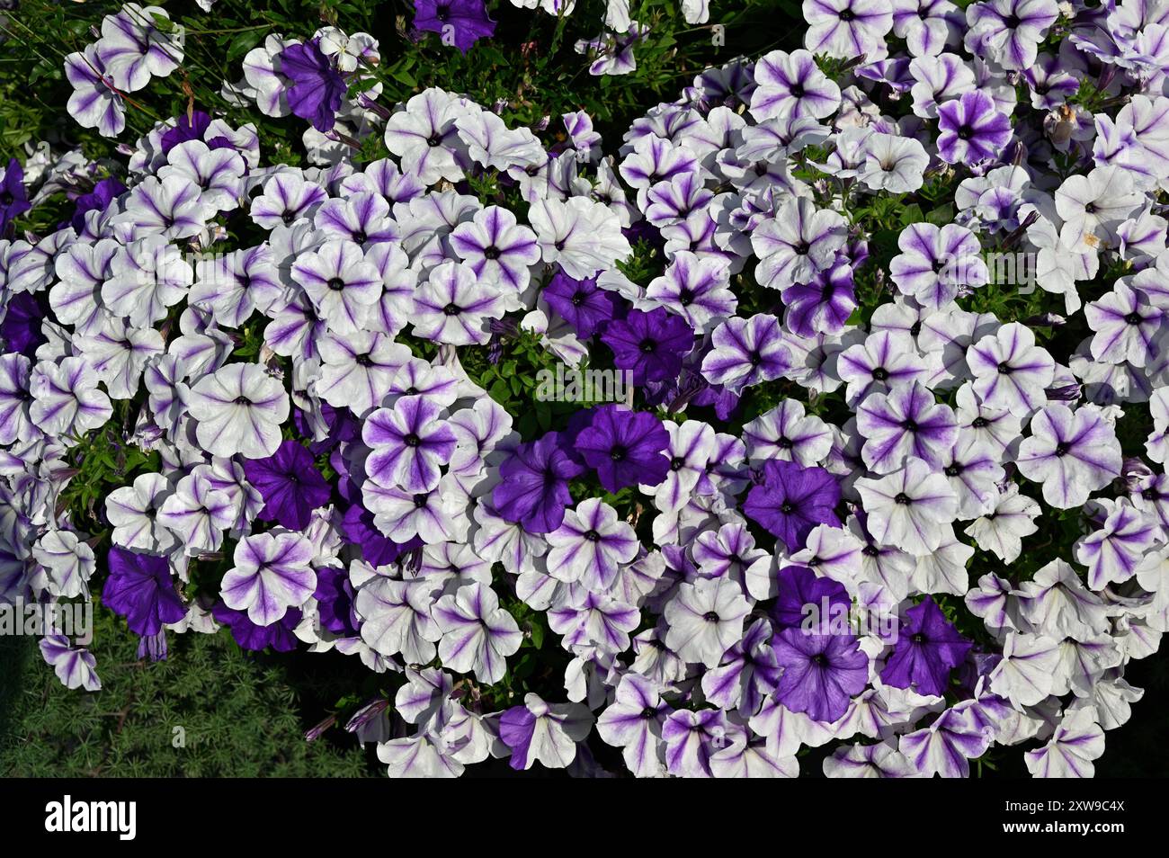 Vibrant display of nature showcases hi-res stock photography and images ...