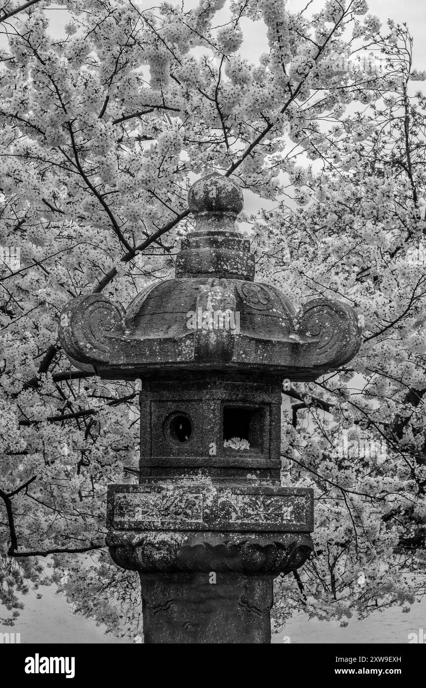 Lantern grass Black and White Stock Photos & Images - Alamy