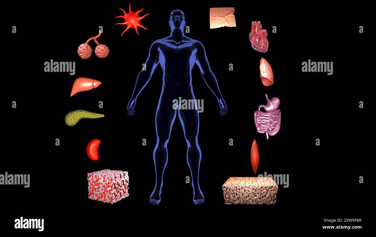 Interoception. Human body surrounded by vital organs. 3d render ...