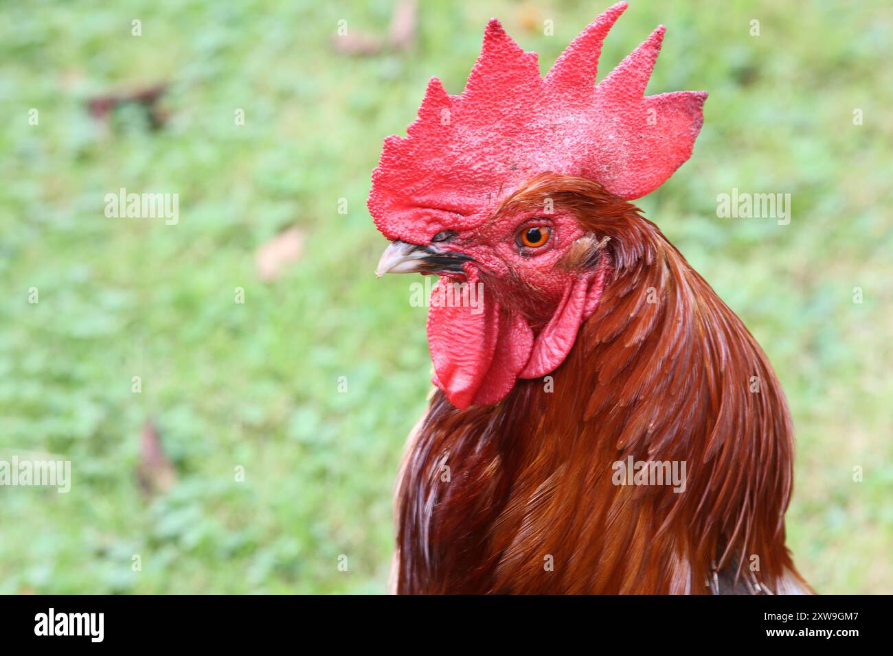 Kammhühner hi-res stock photography and images - Alamy