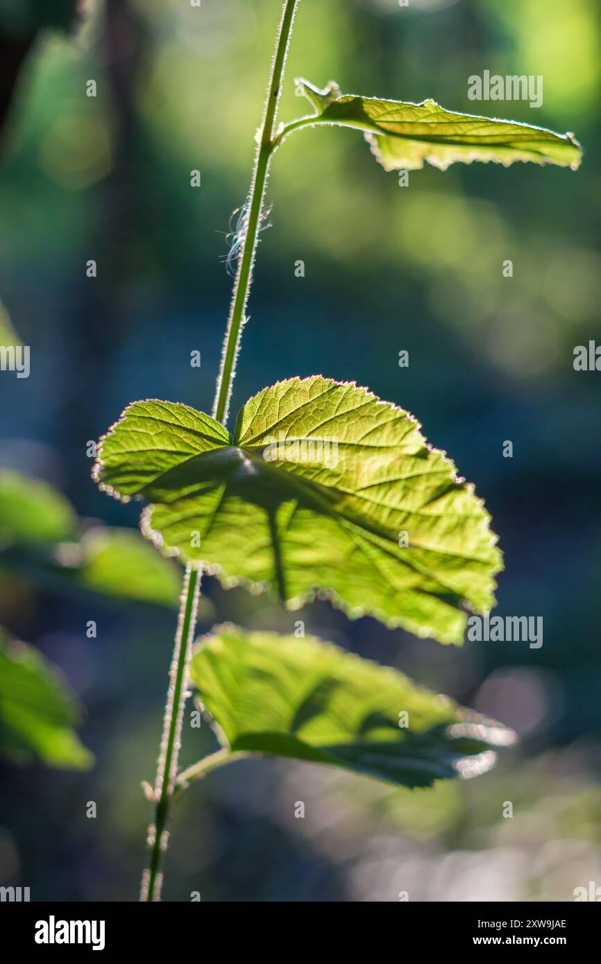 Hazel leaves lit by sunlight, summer. Vertical Stock Photo - Alamy