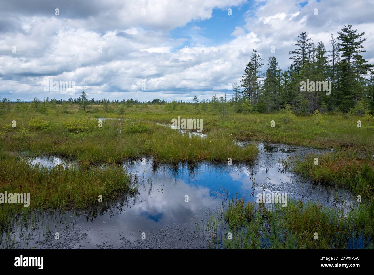 Saint-Narcisse peat bog natural park (Saint-Narcisse, Quebec, Canada ...
