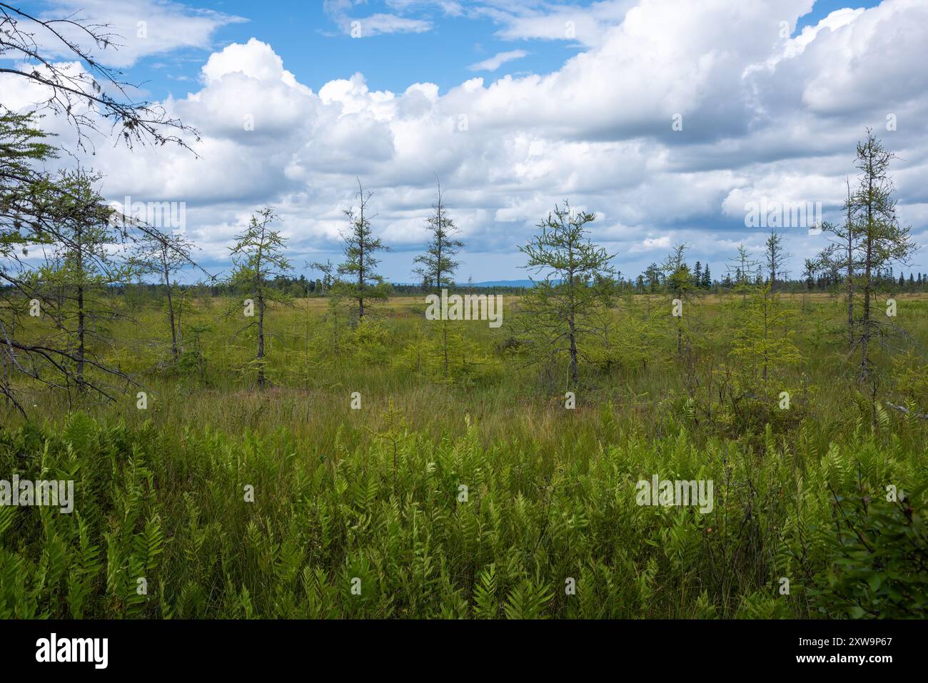 Saint-Narcisse peat bog natural park (Saint-Narcisse, Quebec, Canada ...