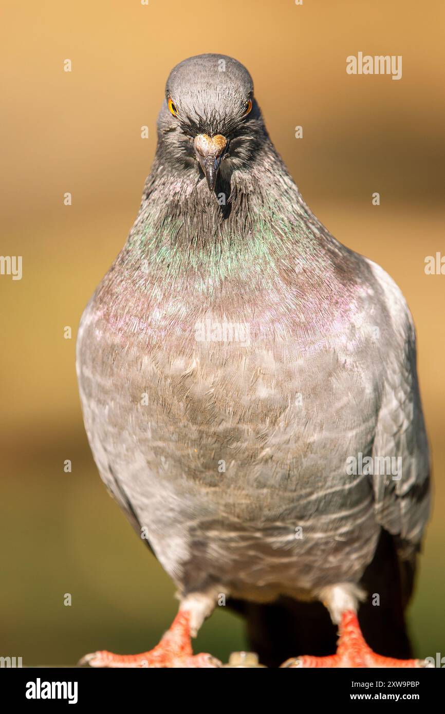 The rock dove, rock pigeon, or common pigeon is a member of the bird ...