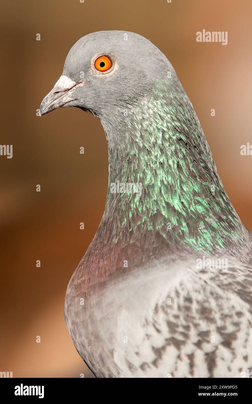 The rock dove, rock pigeon, or common pigeon is a member of the bird ...
