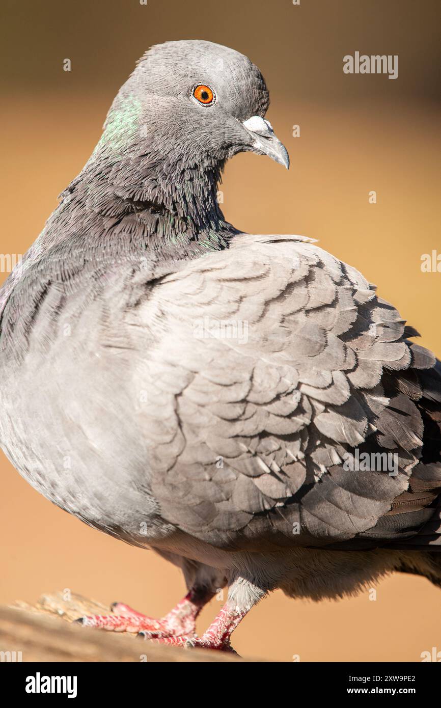 The rock dove, rock pigeon, or common pigeon is a member of the bird ...