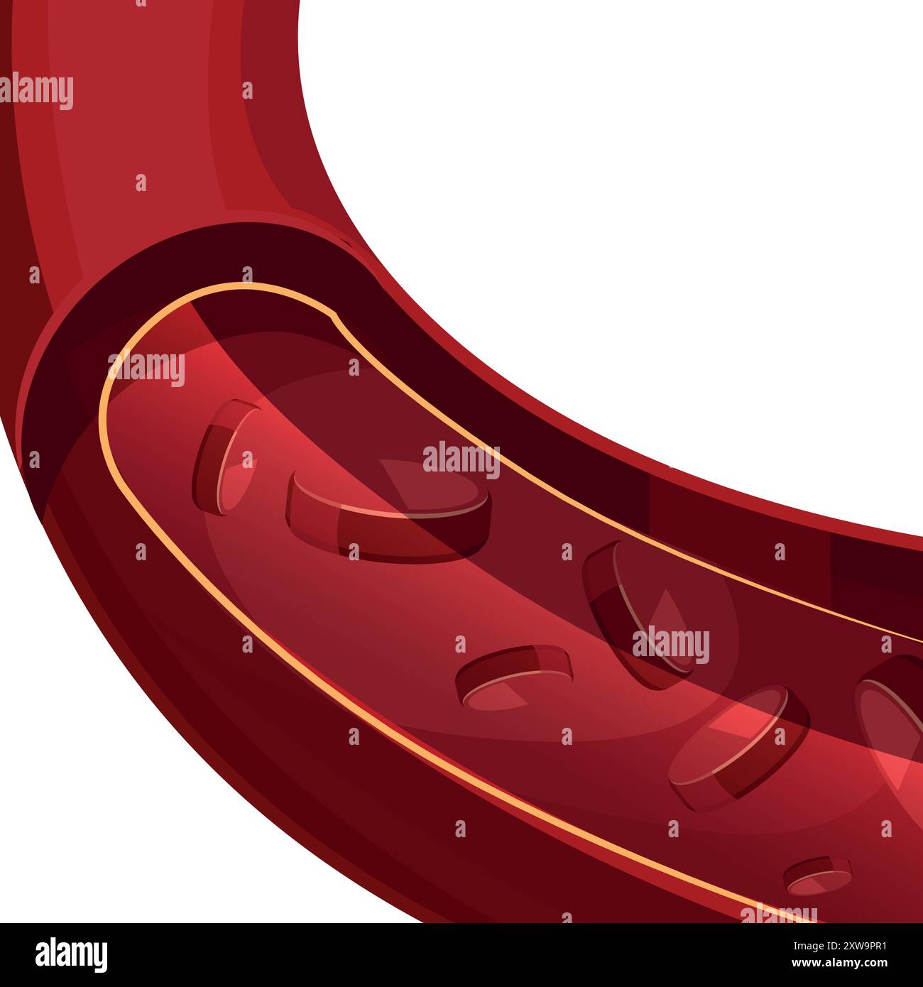Blood vessel anatomy illustration. Aorta medical structure Stock Vector ...