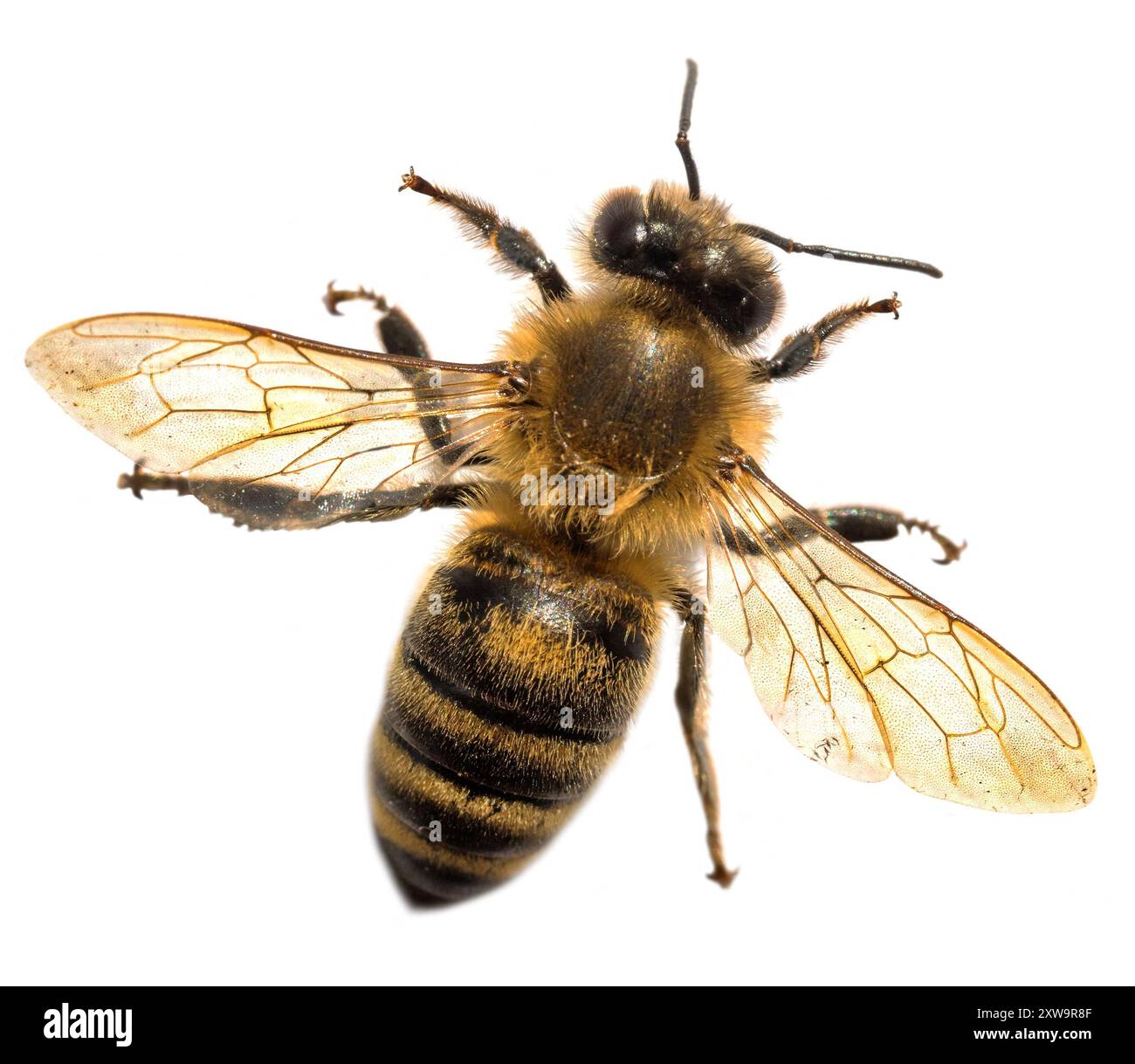 detail of bee or honeybee in Latin Apis Mellifera, european or western ...