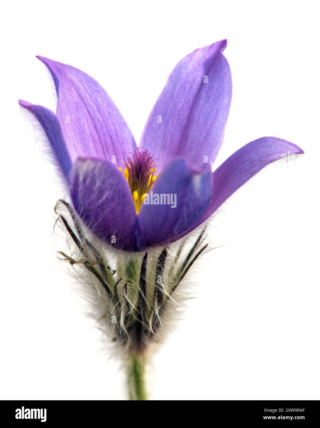 Greater pasque flower pulsatilla Cut Out Stock Images & Pictures - Alamy