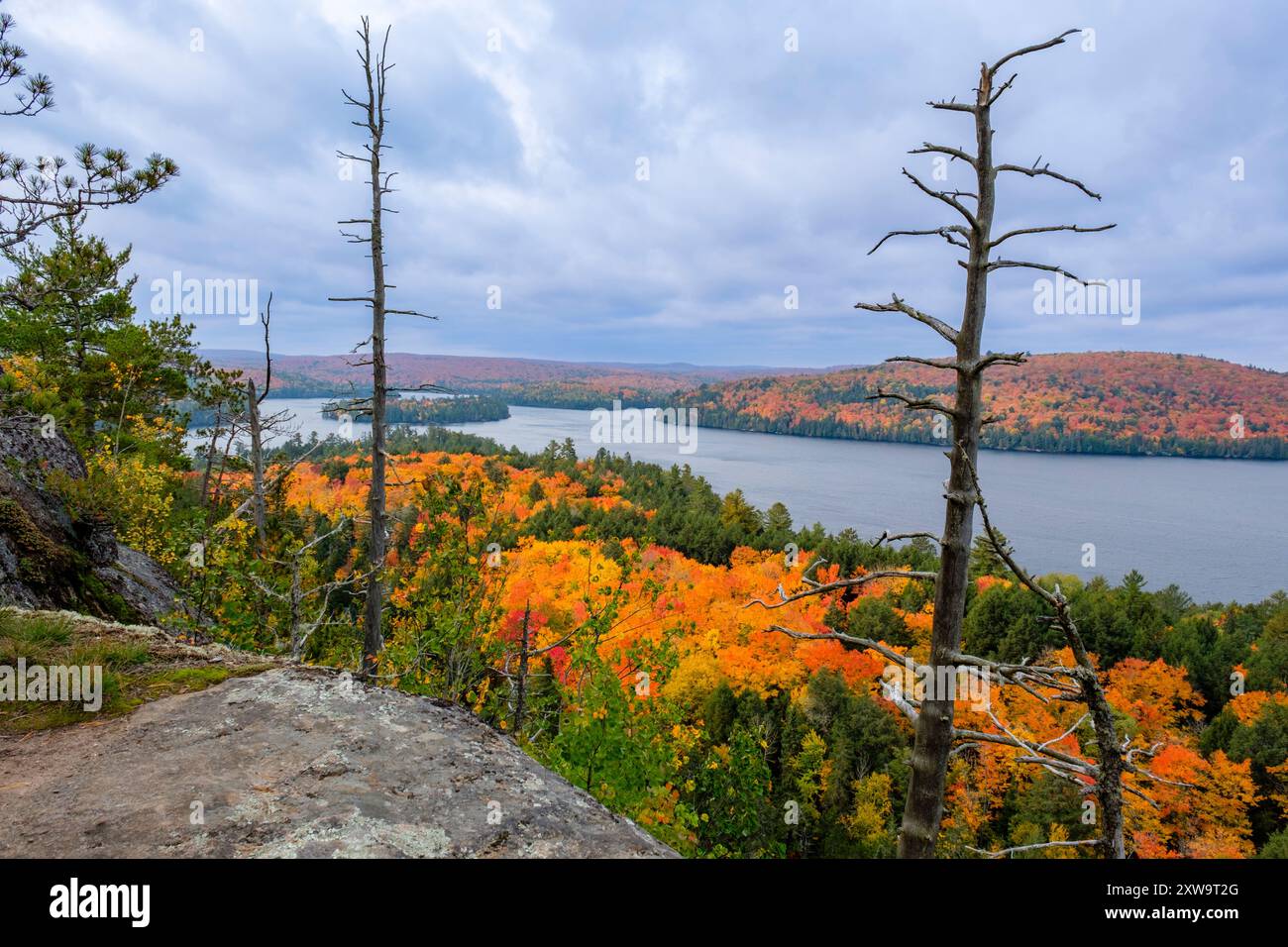 Sugar maple forest hi-res stock photography and images - Alamy
