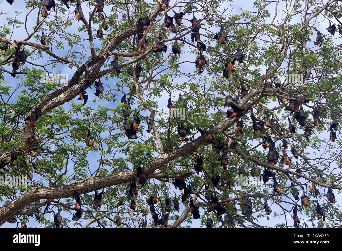 Hanging fruit bat hi-res stock photography and images - Alamy
