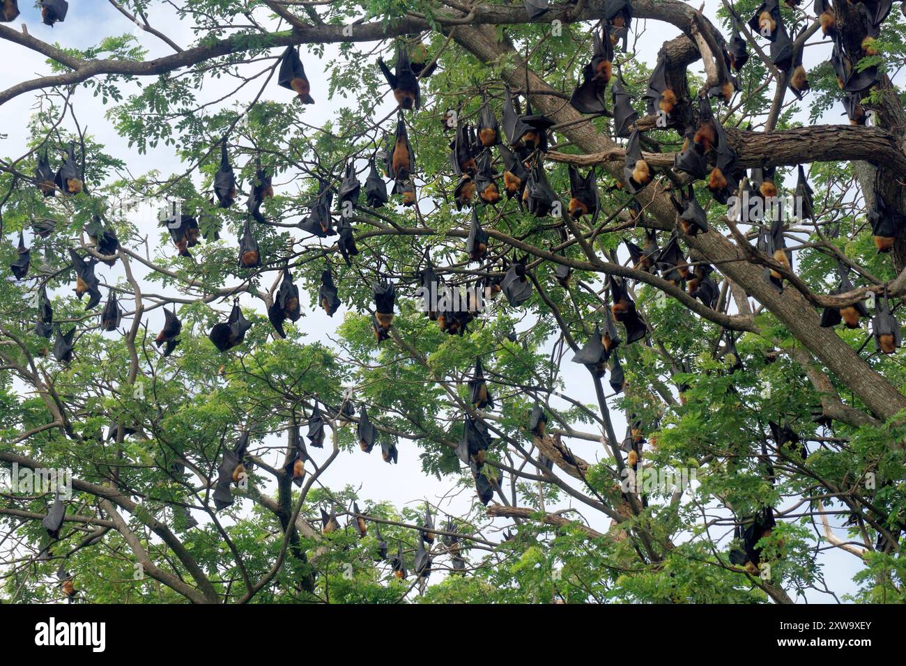 Fruit bat hanging tree hi-res stock photography and images - Alamy