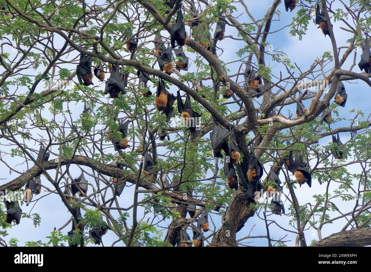 flying fox or big bat hanging on the tree Stock Photo - Alamy