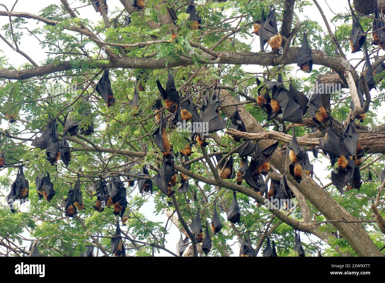 Bat hanging on tree hi-res stock photography and images - Alamy