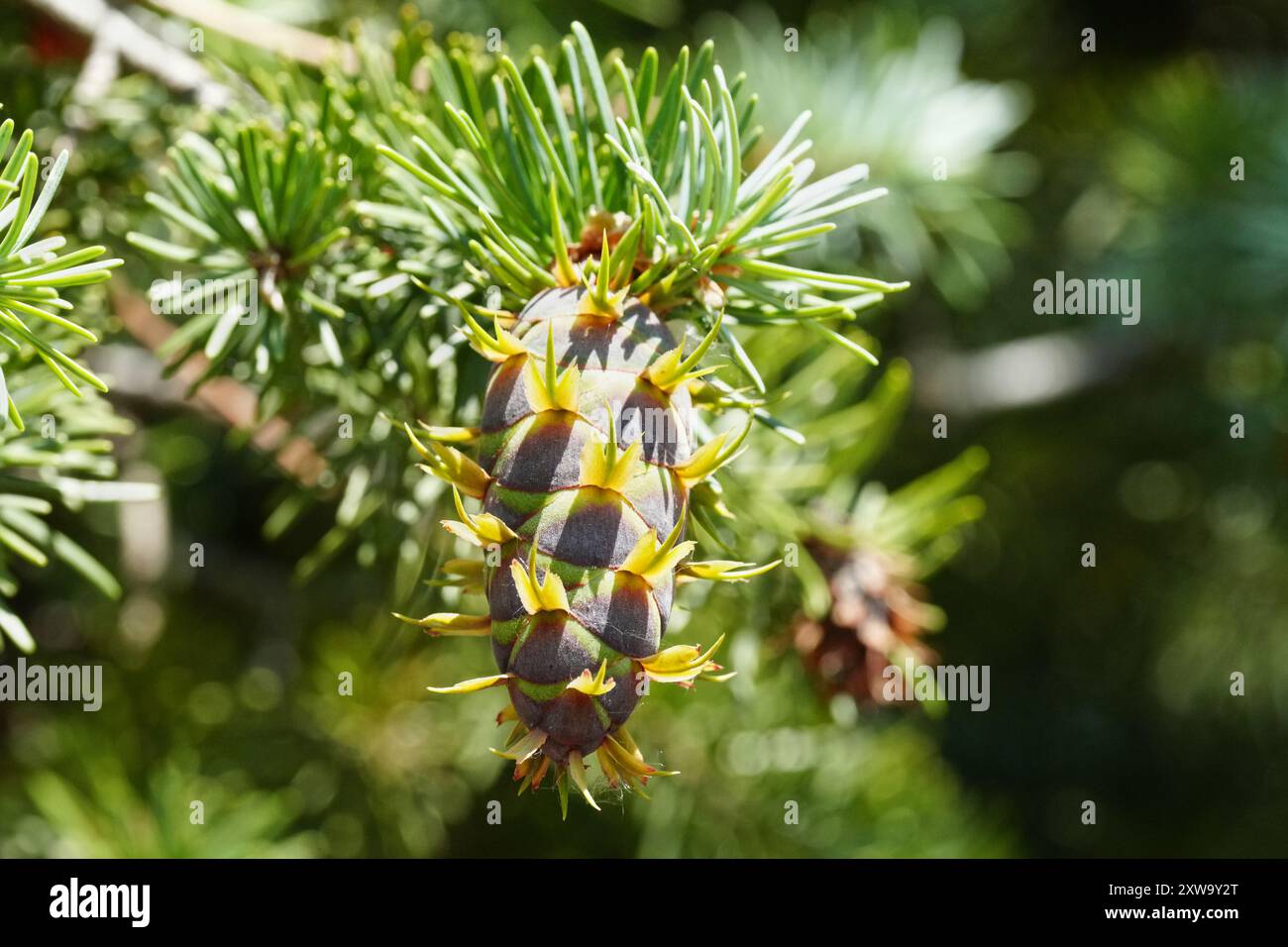 Green immature cone hi-res stock photography and images - Alamy