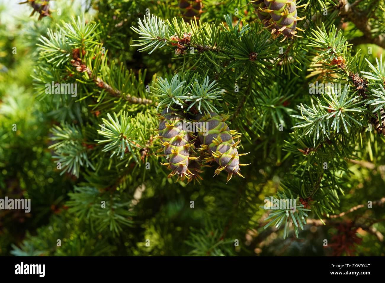 Pinus immature female cones hi-res stock photography and images - Alamy