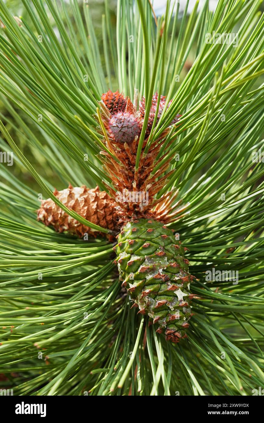 Purple seed cones hi-res stock photography and images - Alamy