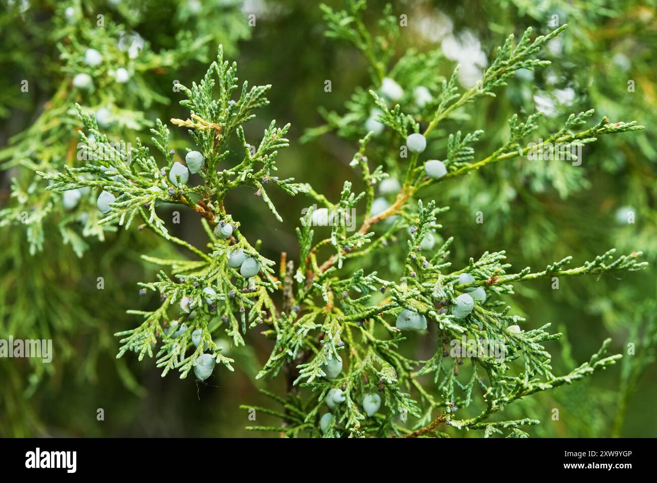 Juniper foliage hi-res stock photography and images - Alamy