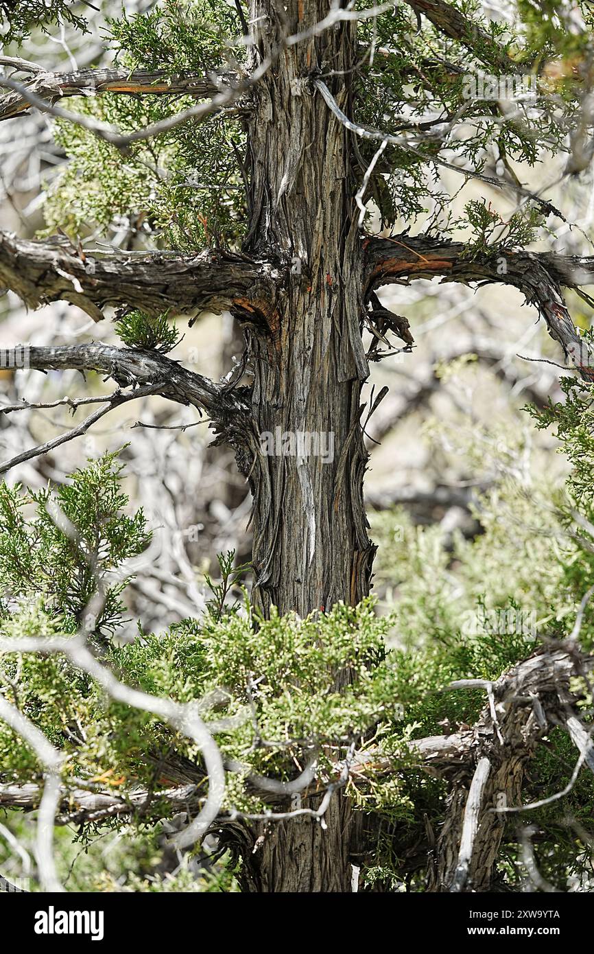 Utah Juniper showing peeling, fibrous bark Stock Photo - Alamy