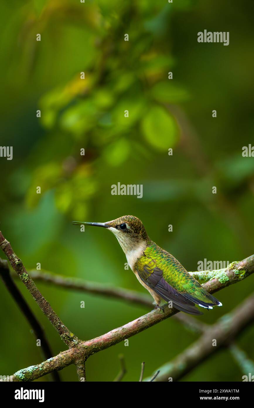 A female ruby-throated hummingbird resting on a branch Stock Photo - Alamy