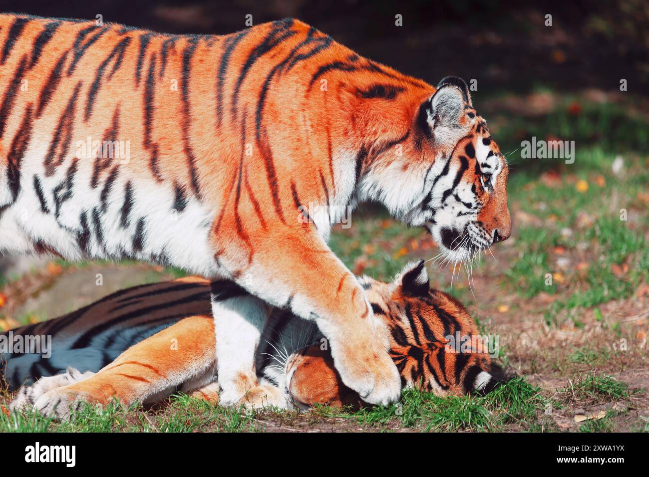 Lively interaction wildlife hi-res stock photography and images - Alamy