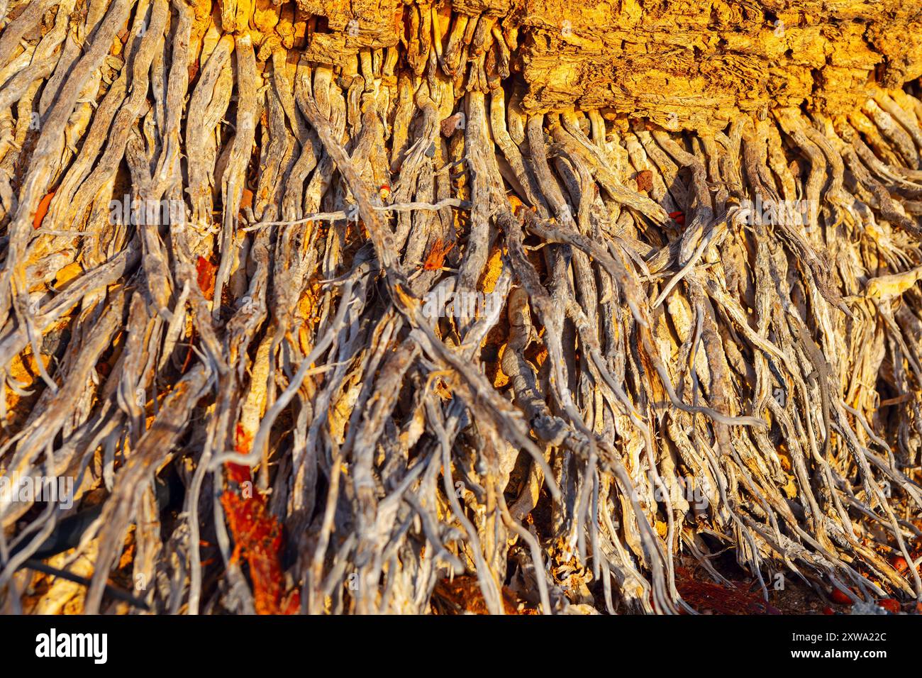 Network of fibrous roots hi-res stock photography and images - Alamy