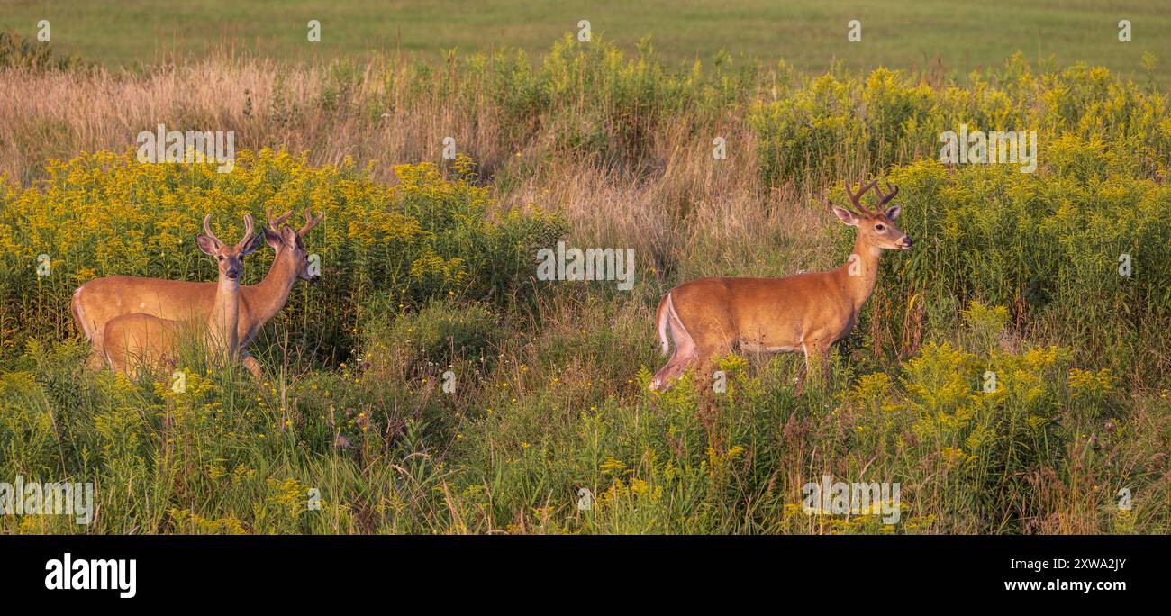 White-tailed bucks on an August evening in northern Wisconsin Stock ...