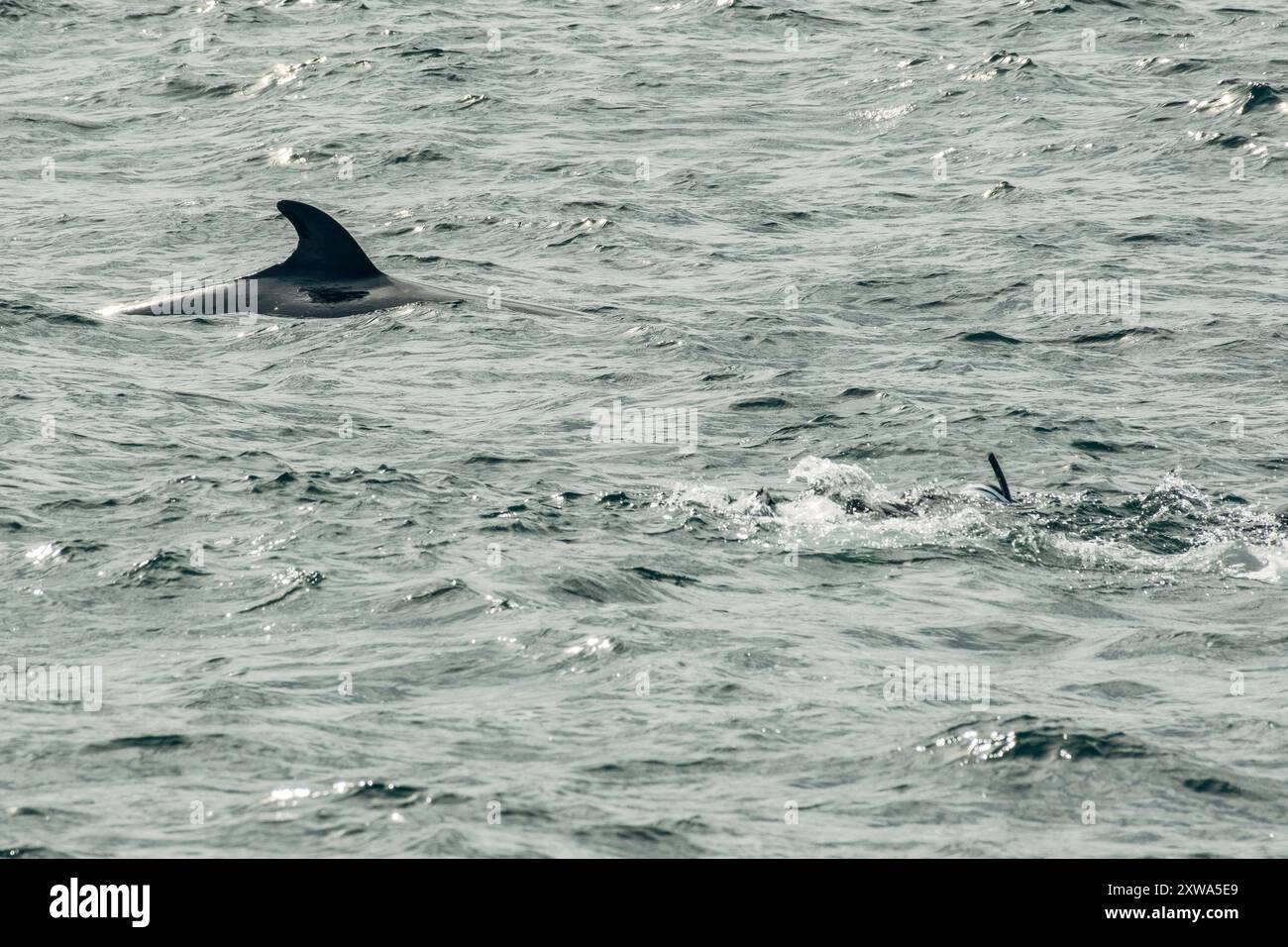 Majestic Orca Fin Emerging from the Ocean's Waves Stock Photo - Alamy