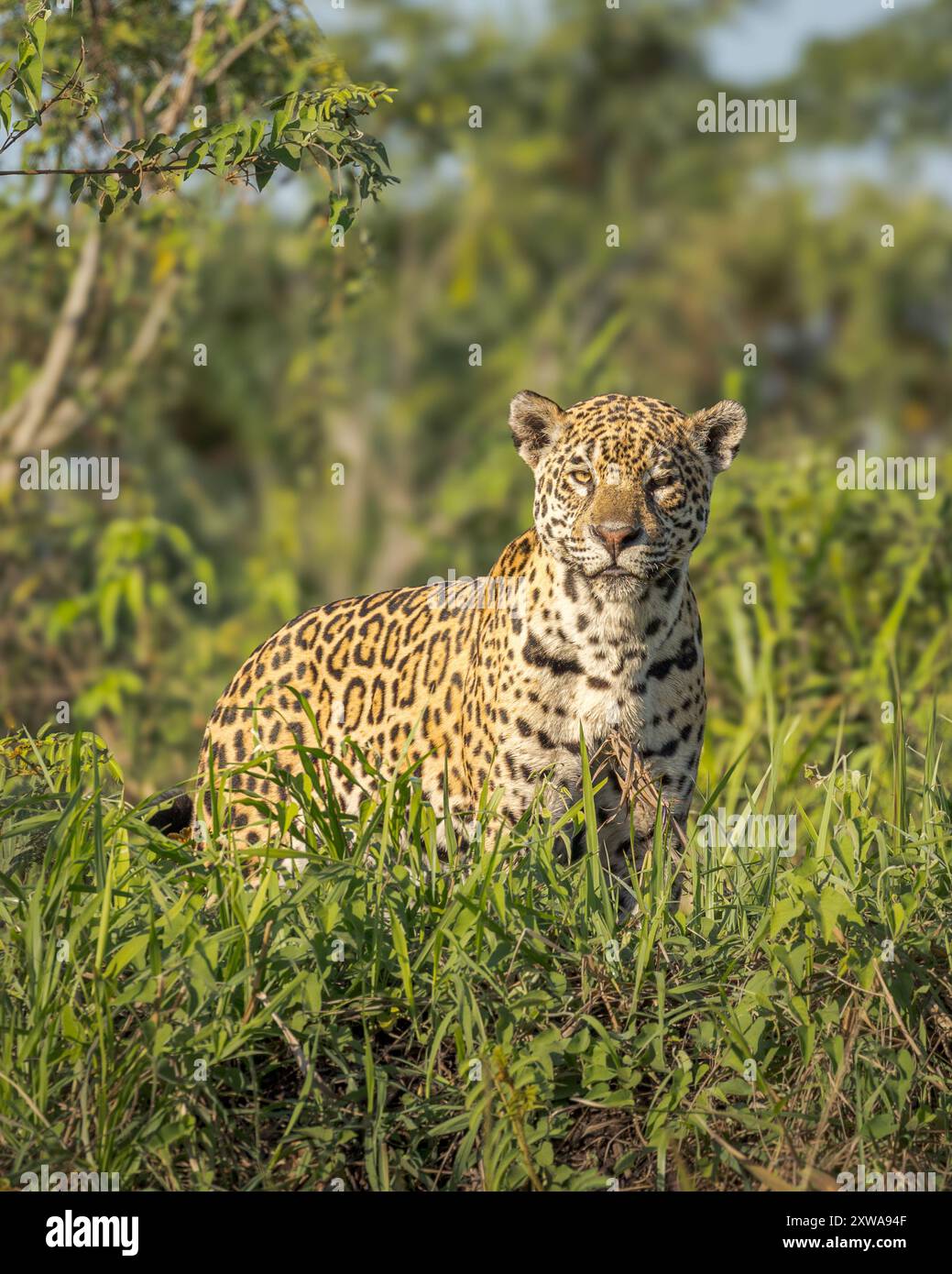 The jaguar, a powerful predator with a distinctive spotted coat, is a ...