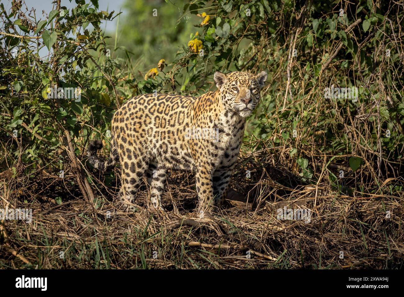 The jaguar, a powerful predator with a distinctive spotted coat, is a ...