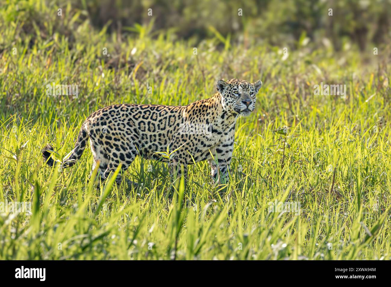 The jaguar, a powerful predator with a distinctive spotted coat, is a ...